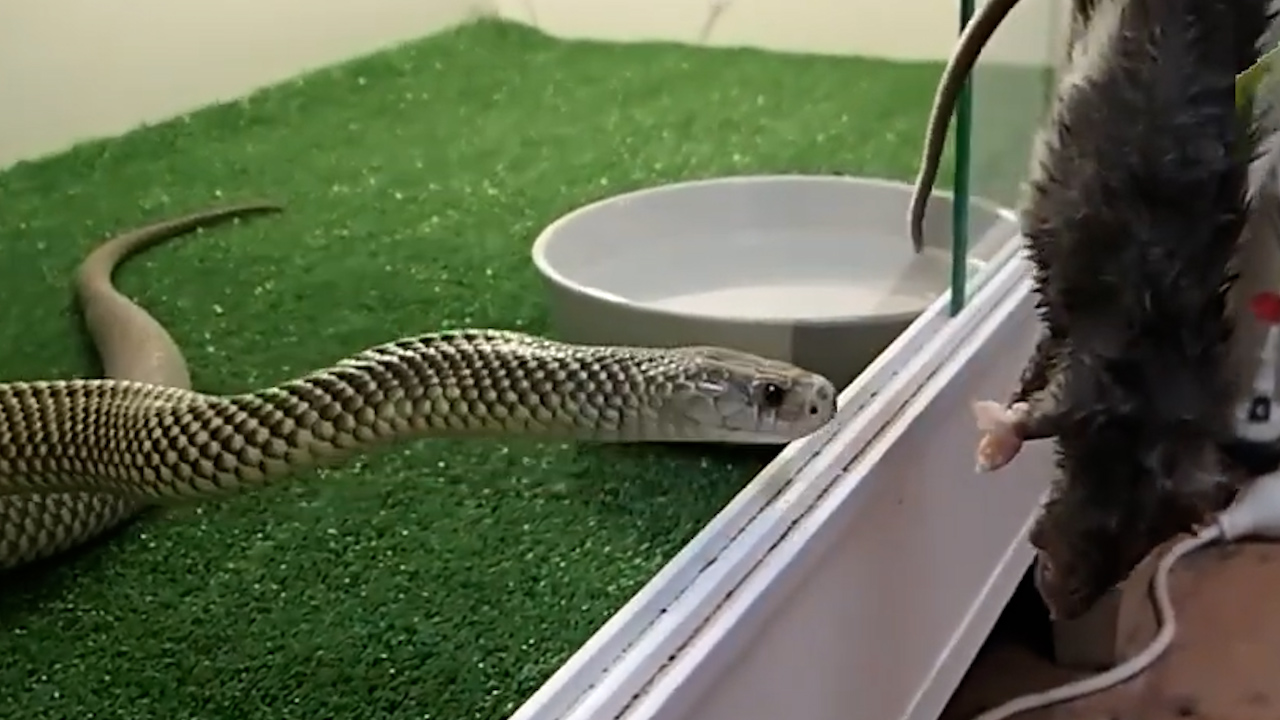 Snake vs rat | Feeding venomous snakes their prey | Fiffig Productions