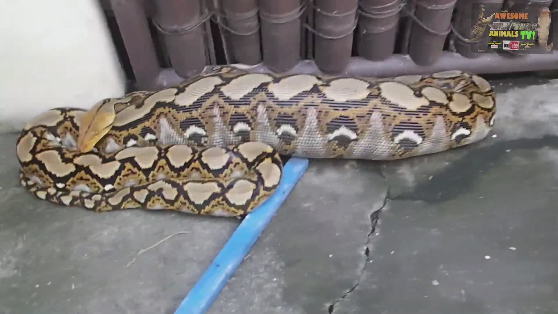 Snake capture | Top 10 biggest snakes in the world | Fiffig Productions