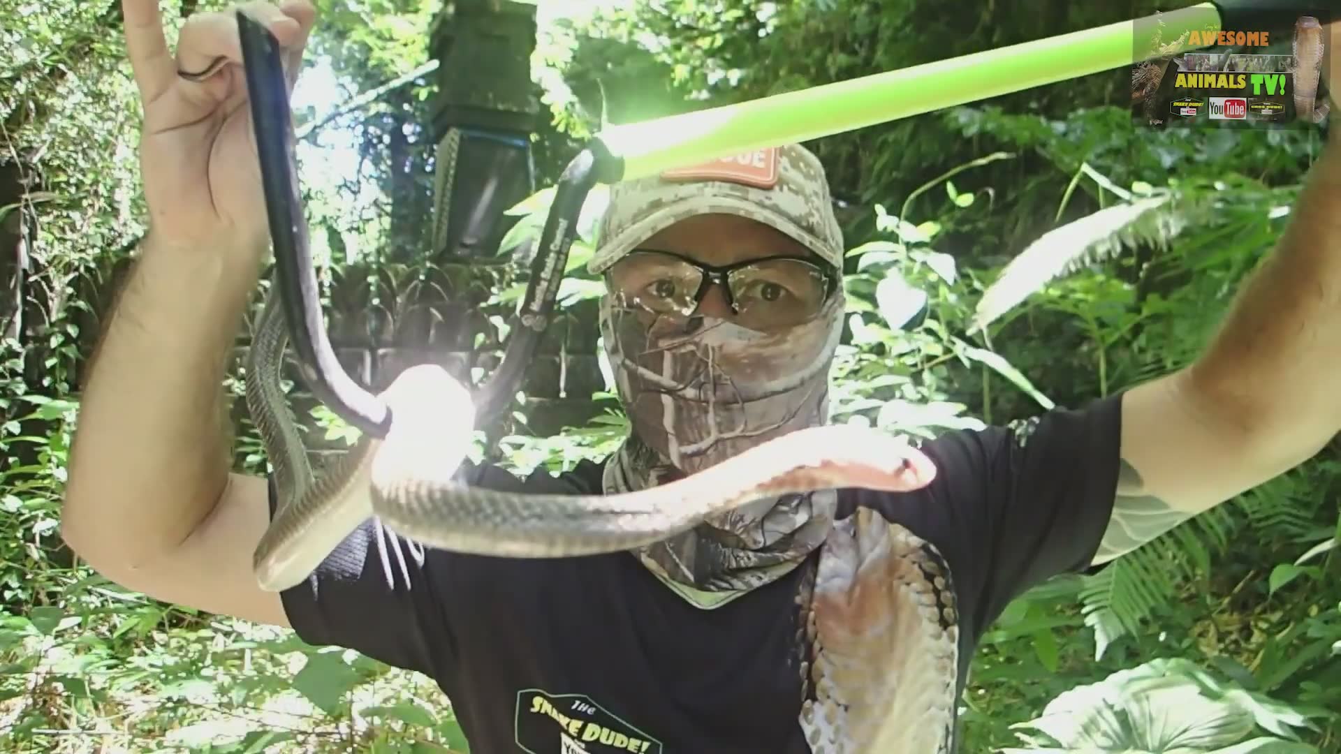 Cobra kills the camera | Top 10 venomous snakes dangers in Bali ...